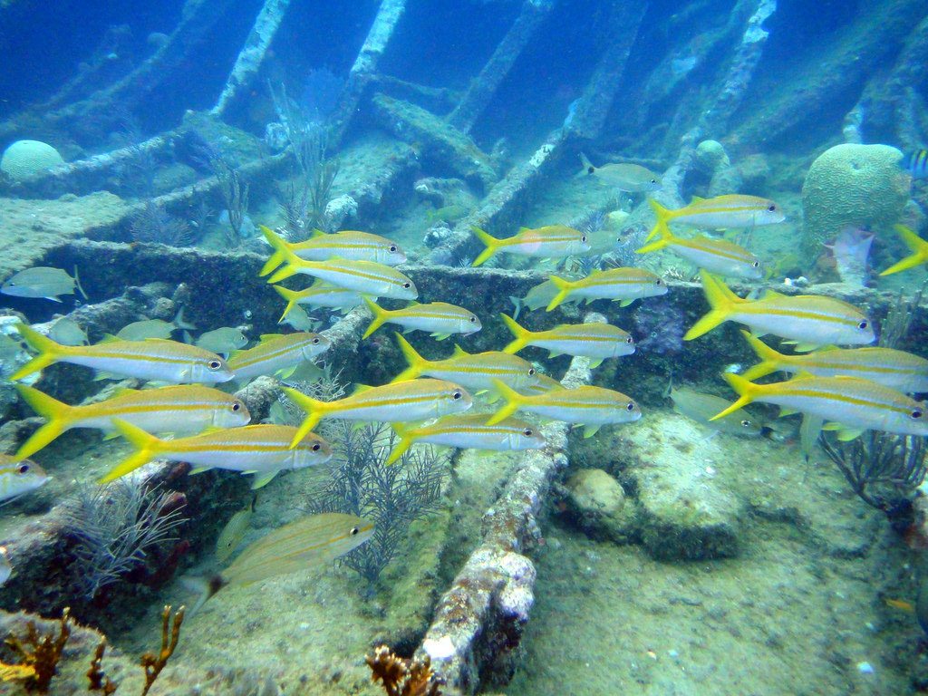 Key Largo Fishing & Upper Florida Keys Guide - Barefeet Vacation Rentals
