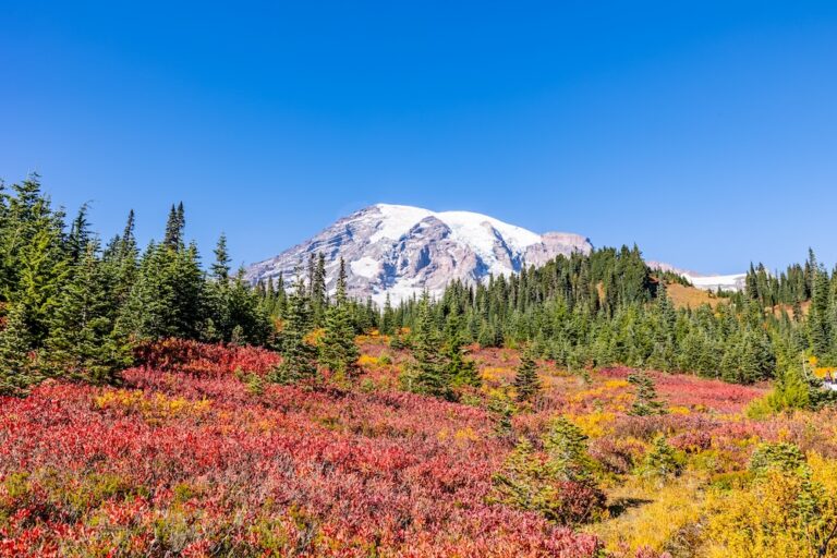 Best Time to Visit Mount Rainier and Why - TMC Vacation Rentals