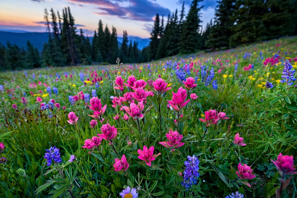 Ultimate Guide to Wildflowers of Mount Rainier - TMC Vacation Rentals